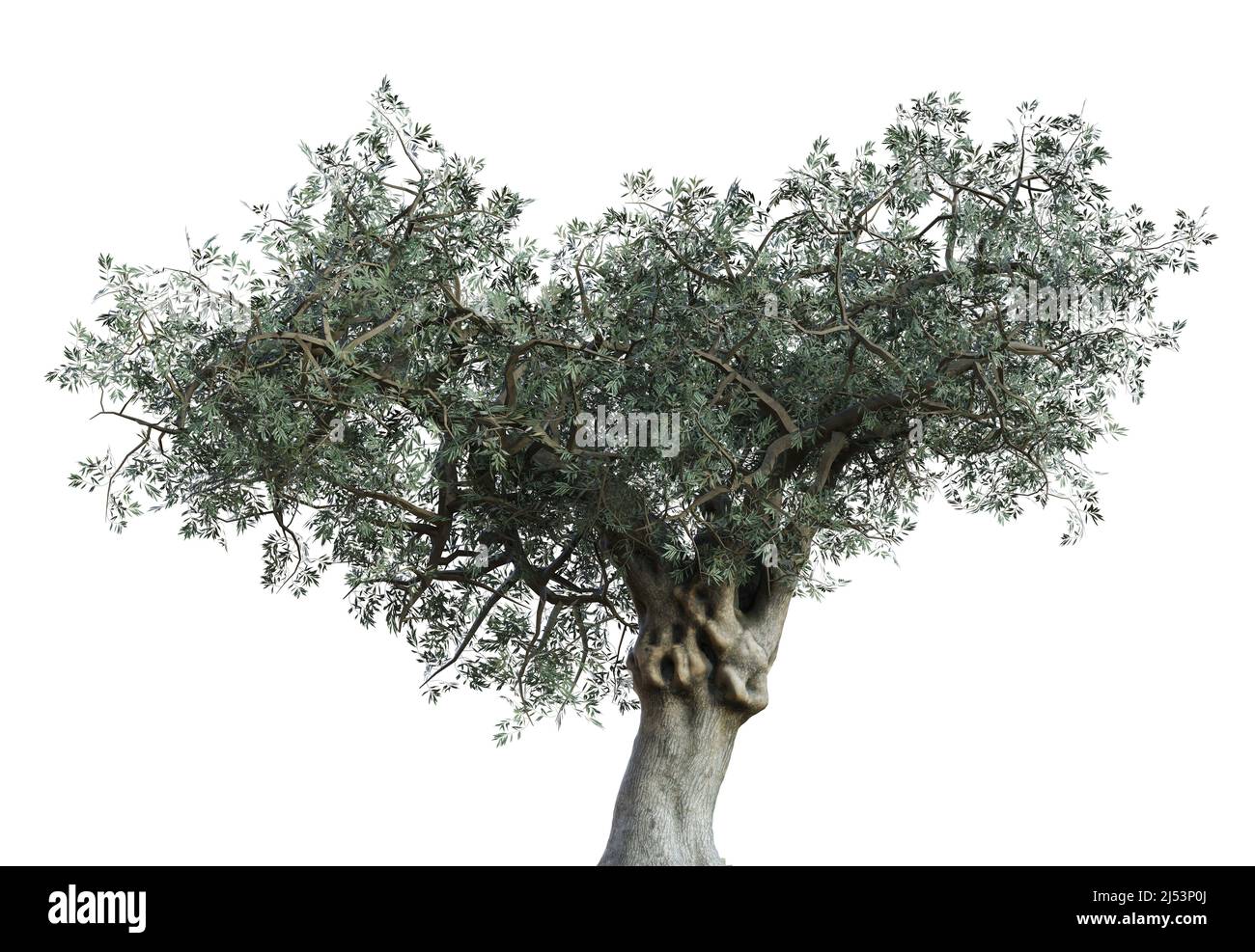 Detailed olive tree with green leaves isolated on white, 3D ...