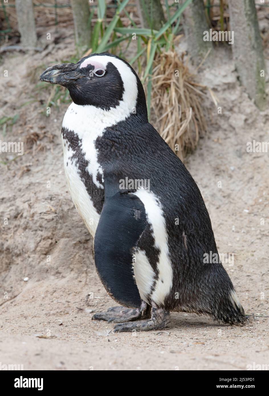 African Penguin (Spheniscus demersus) resting on the sand Stock Photo ...