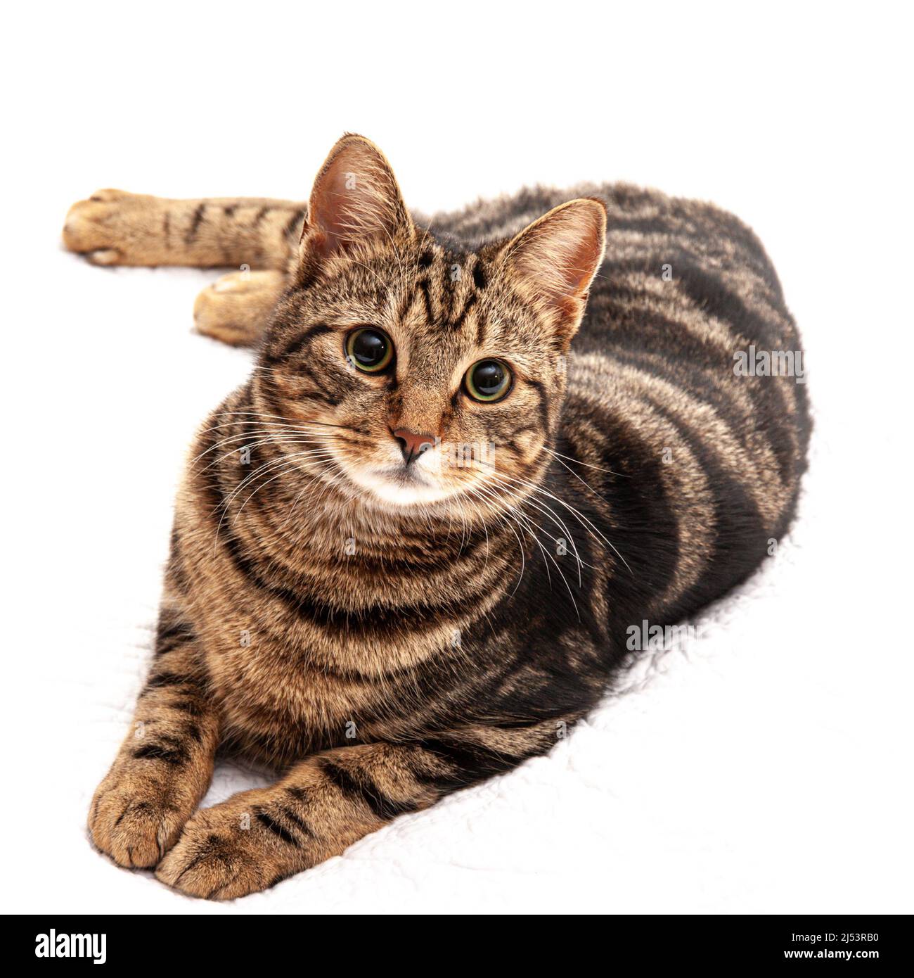 Relaxed tabby cat Cut Out Stock Images & Pictures - Alamy
