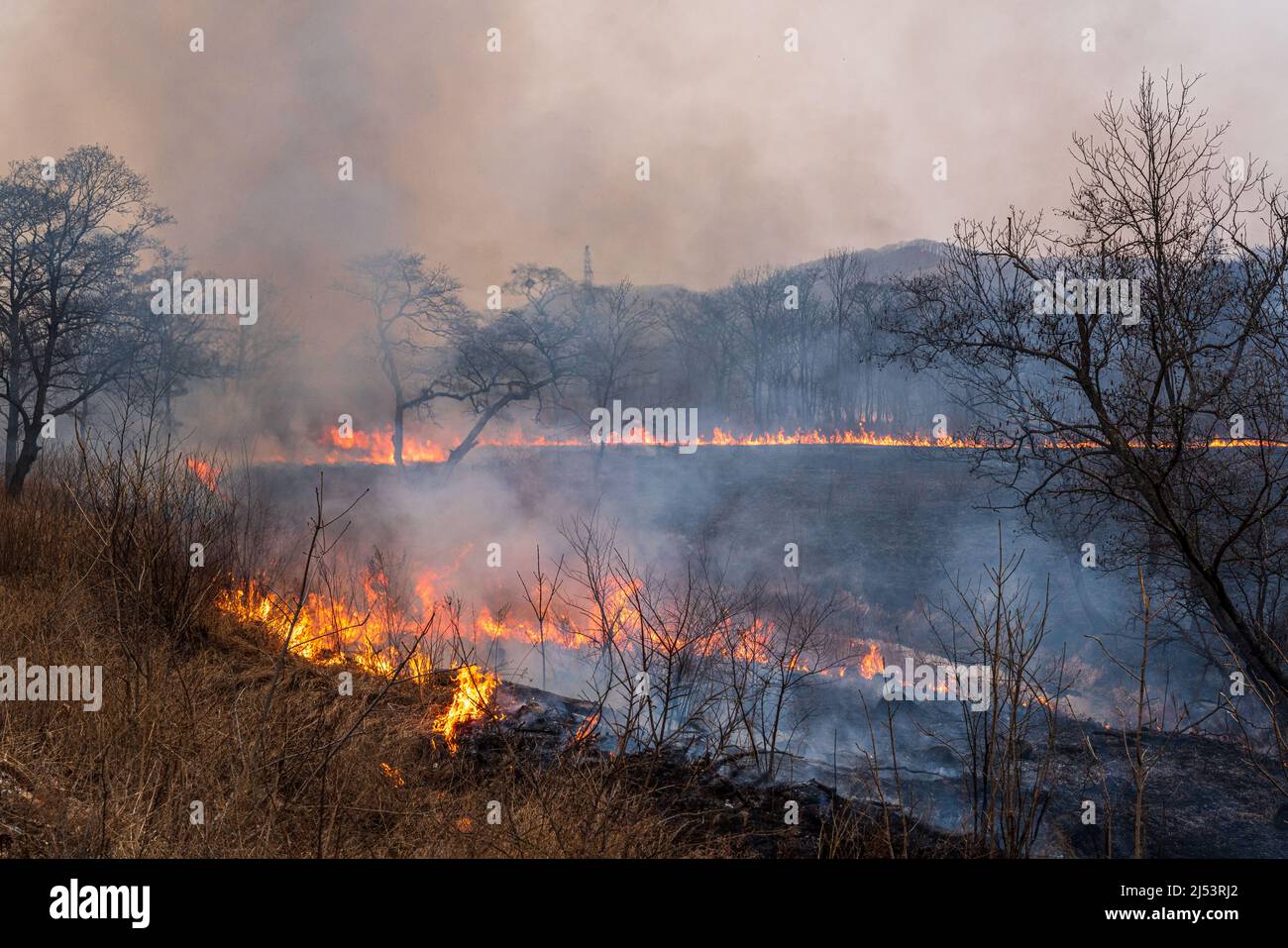 Forest fire. Fire in the forest, dry grass and trees are burning. High ...