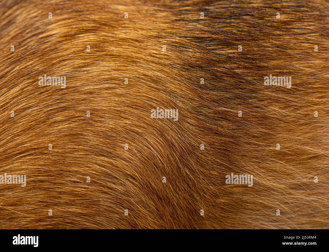 Dog fur textures. Red dog fur natural for backgrounds, textures and ...