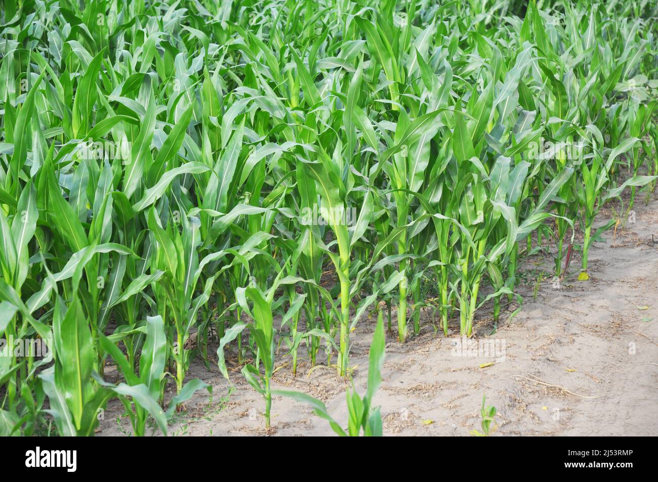 Corn field. Climate Change and Global Warming. Drought on corn field ...