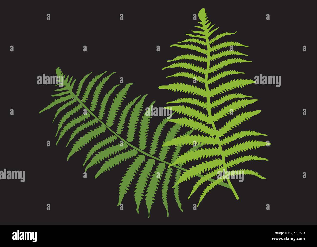 two green fern leaves on a black background Stock Vector Image & Art ...