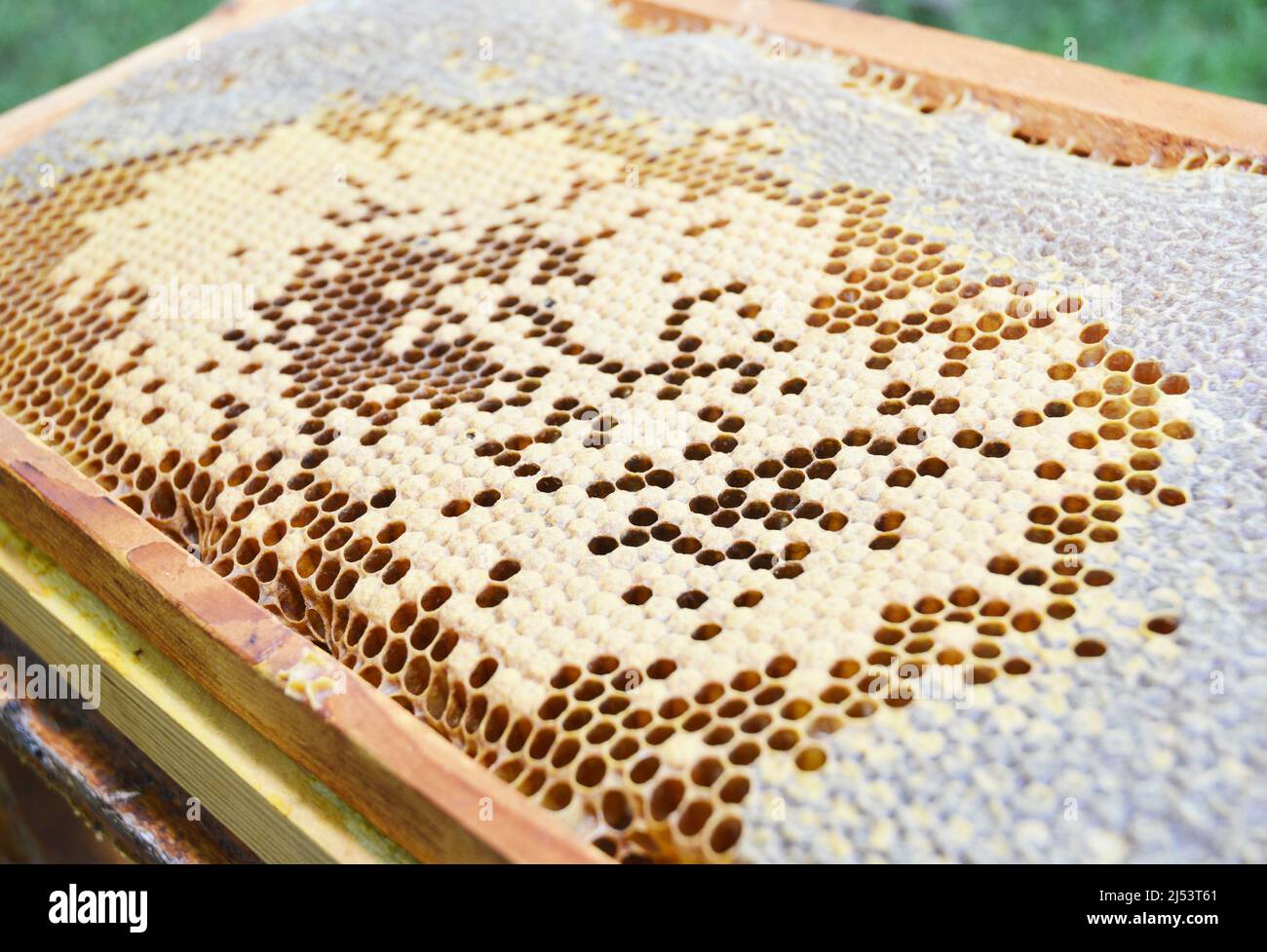 Young bees on honeycomb close hi-res stock photography and images - Alamy