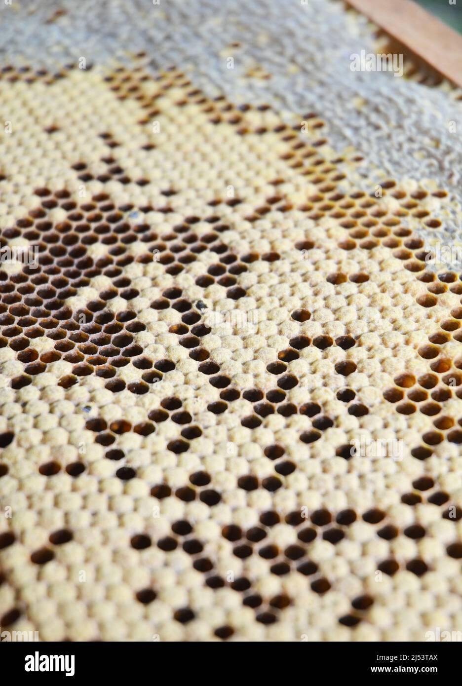 Baby bees hi-res stock photography and images - Alamy