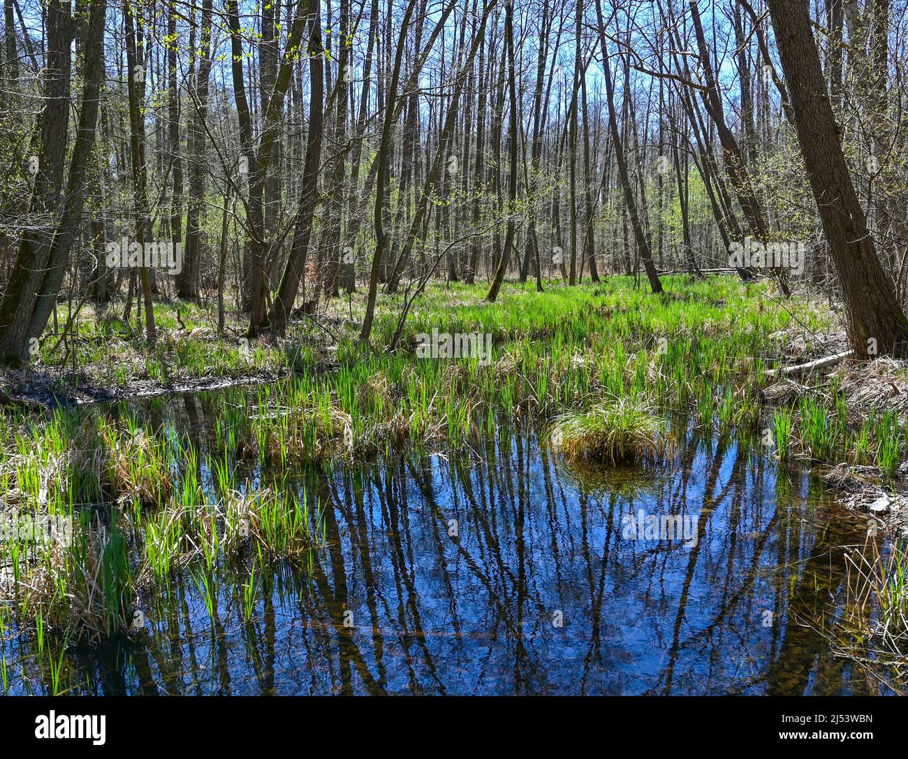 Falkenhagen, Germany. 18th Apr, 2022. A marshland in East Brandenburg ...