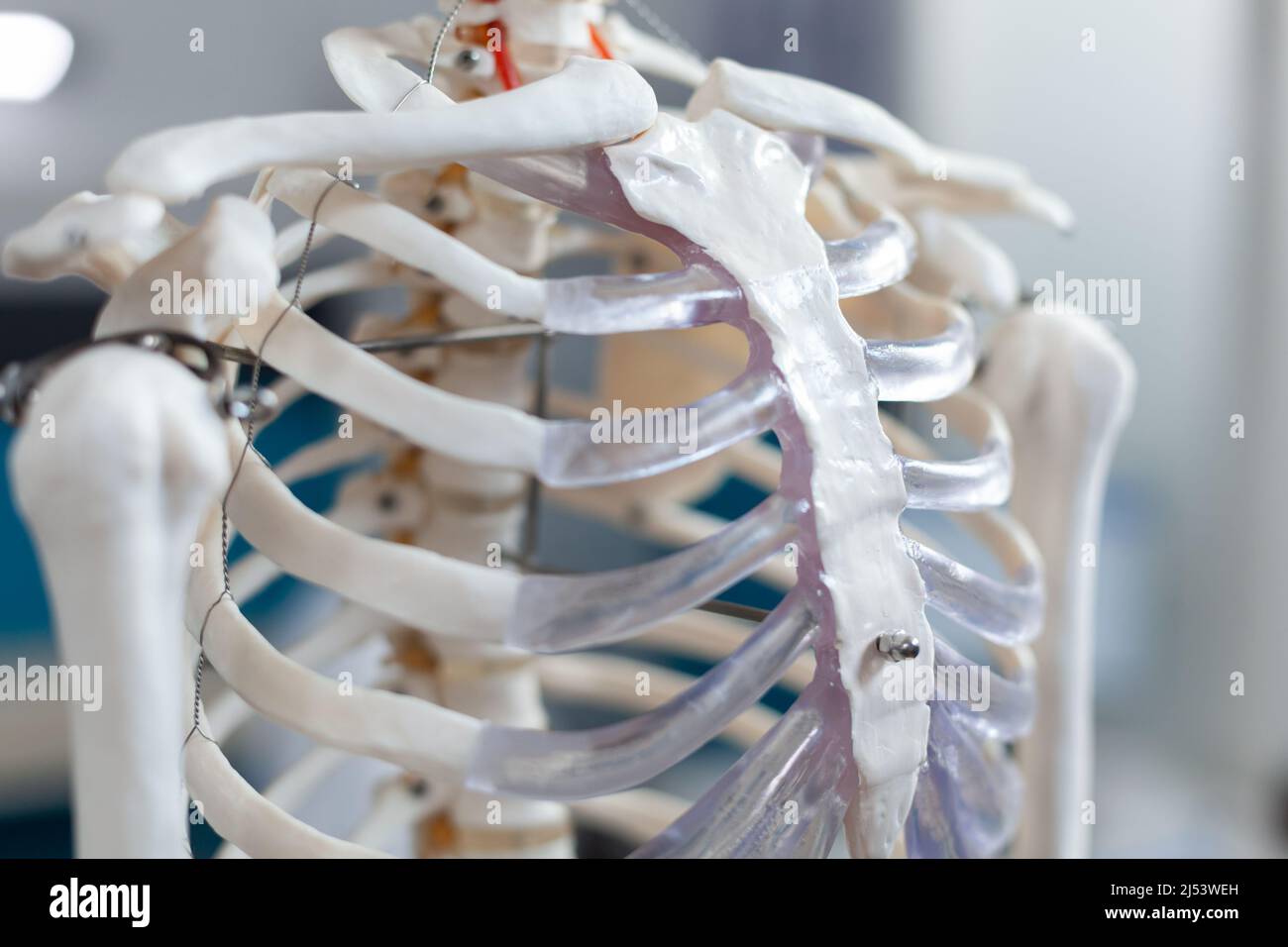 Close up of backbone of an anatomical human skeleton standing in empty ...