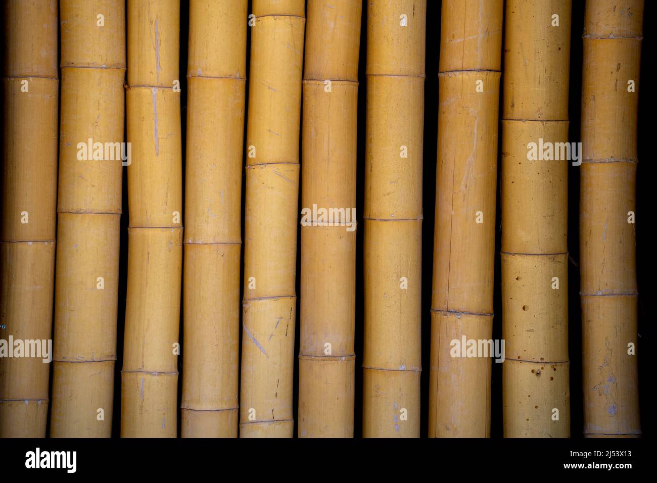 Large bamboo wall in day light isolated Stock Photo - Alamy
