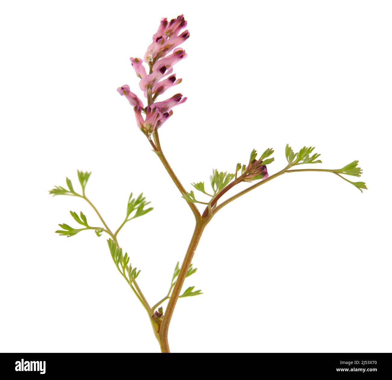 Pink flower of Fumitory plant, Fumaria officinalis Stock Photo - Alamy