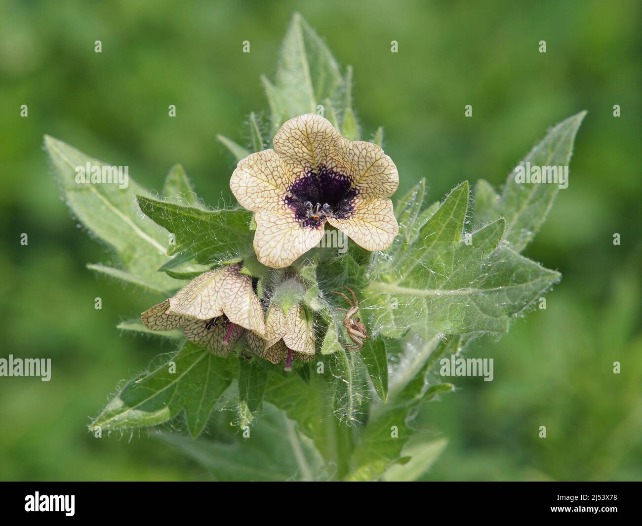Black henbane blooming plant, Hyoscyamus niger Stock Photo - Alamy