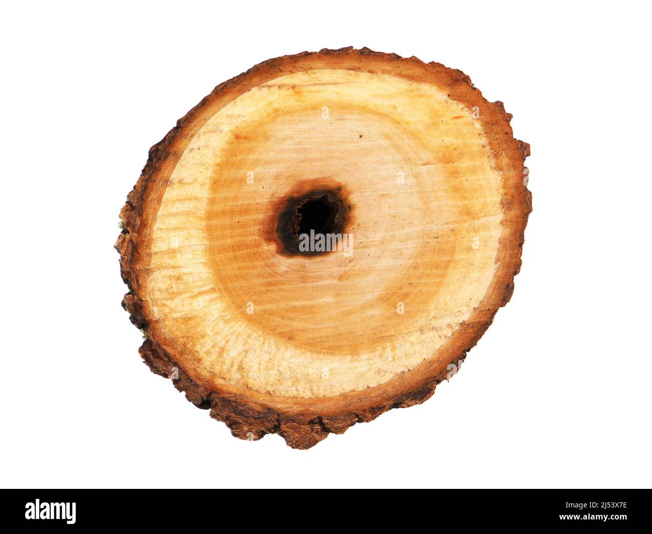 Log cross section hi-res stock photography and images - Alamy Log cross section hi-res stock photography and images - Alamy