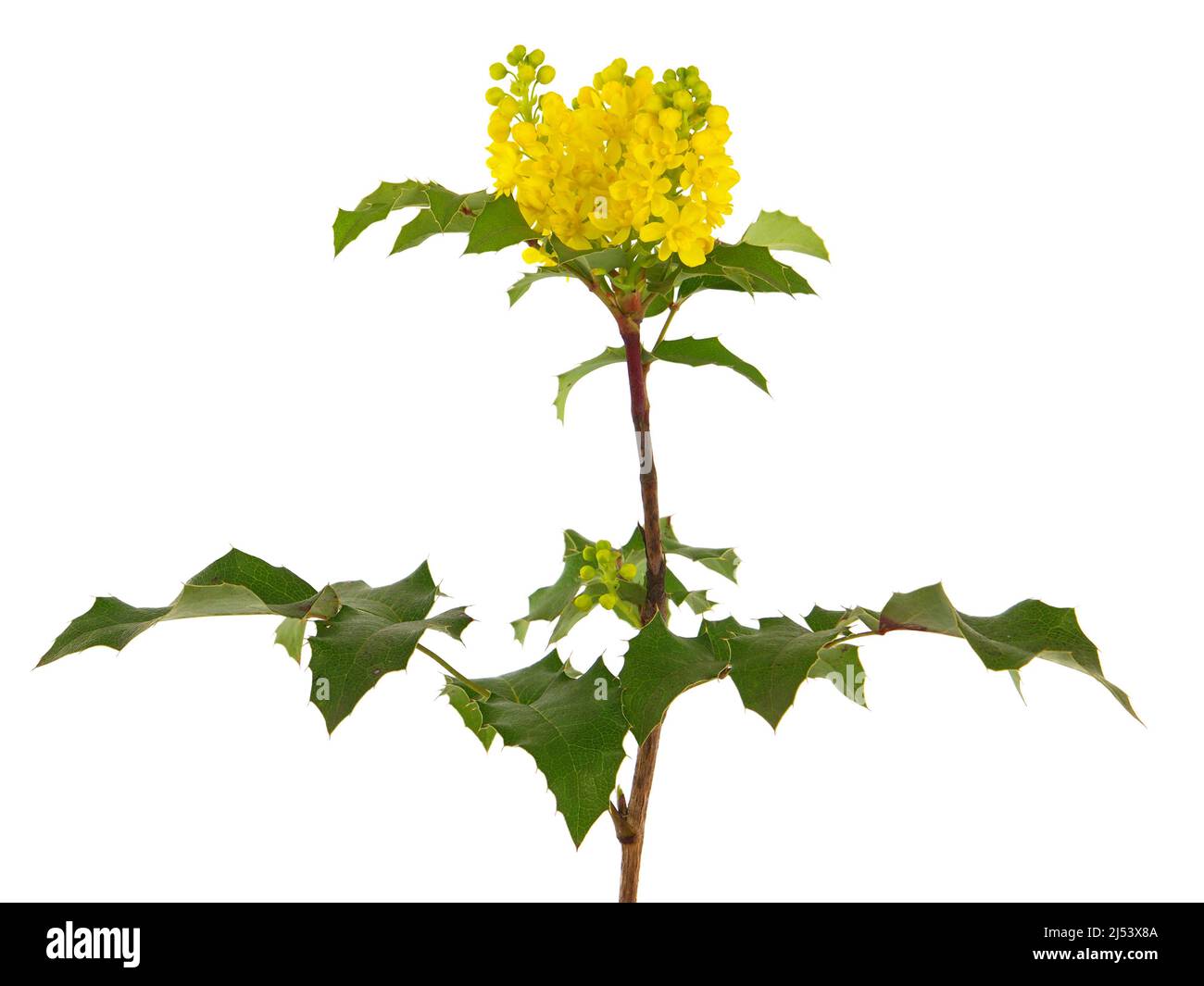 Yellow flower of Oregon grape isolated on white, Mahonia aquifolium ...