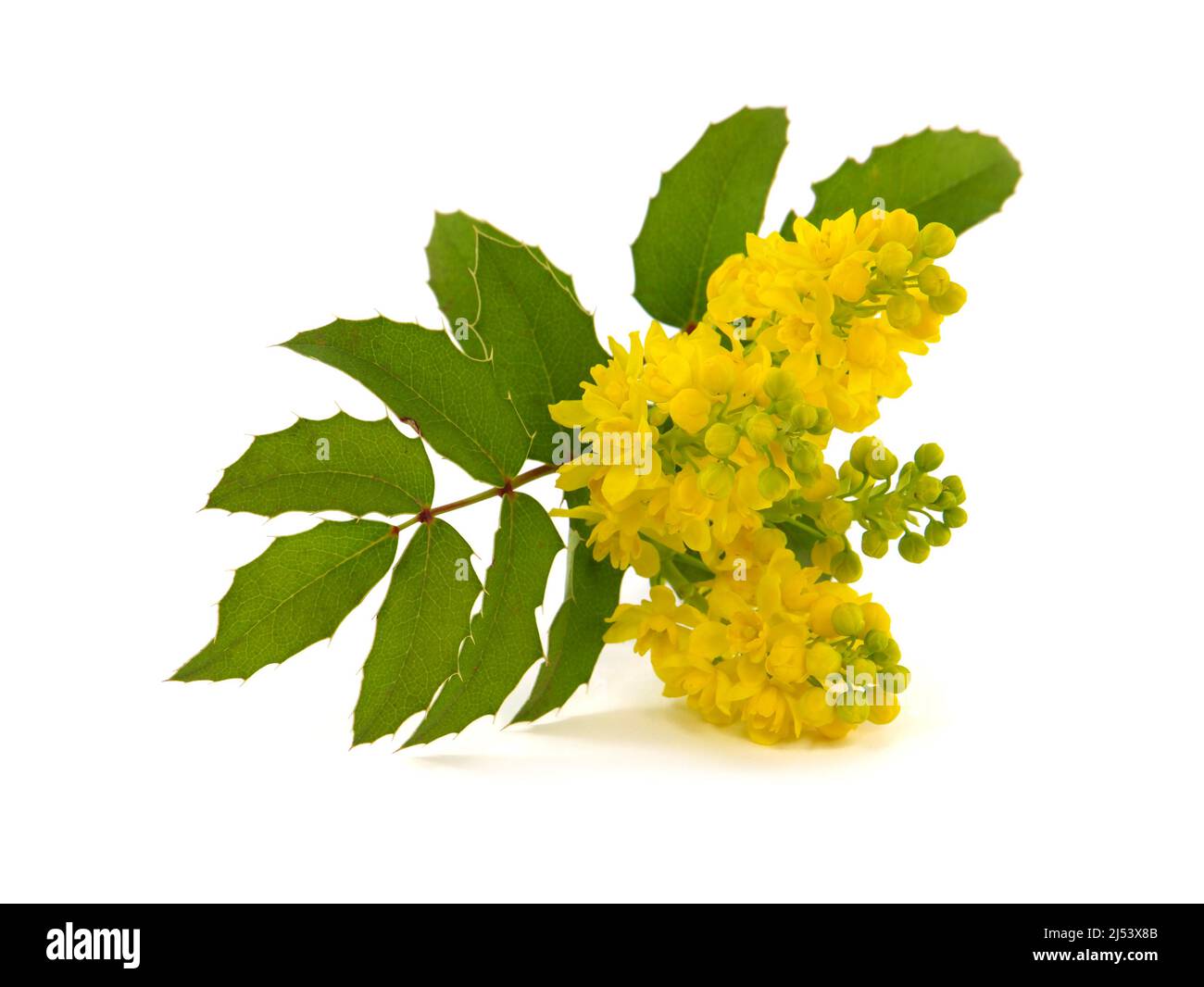 Yellow flower of Oregon grape isolated on white, Mahonia aquifolium ...