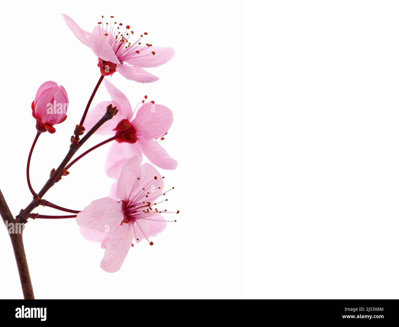 Pink cherry blossom branch in spring isolated on white Stock Photo - Alamy