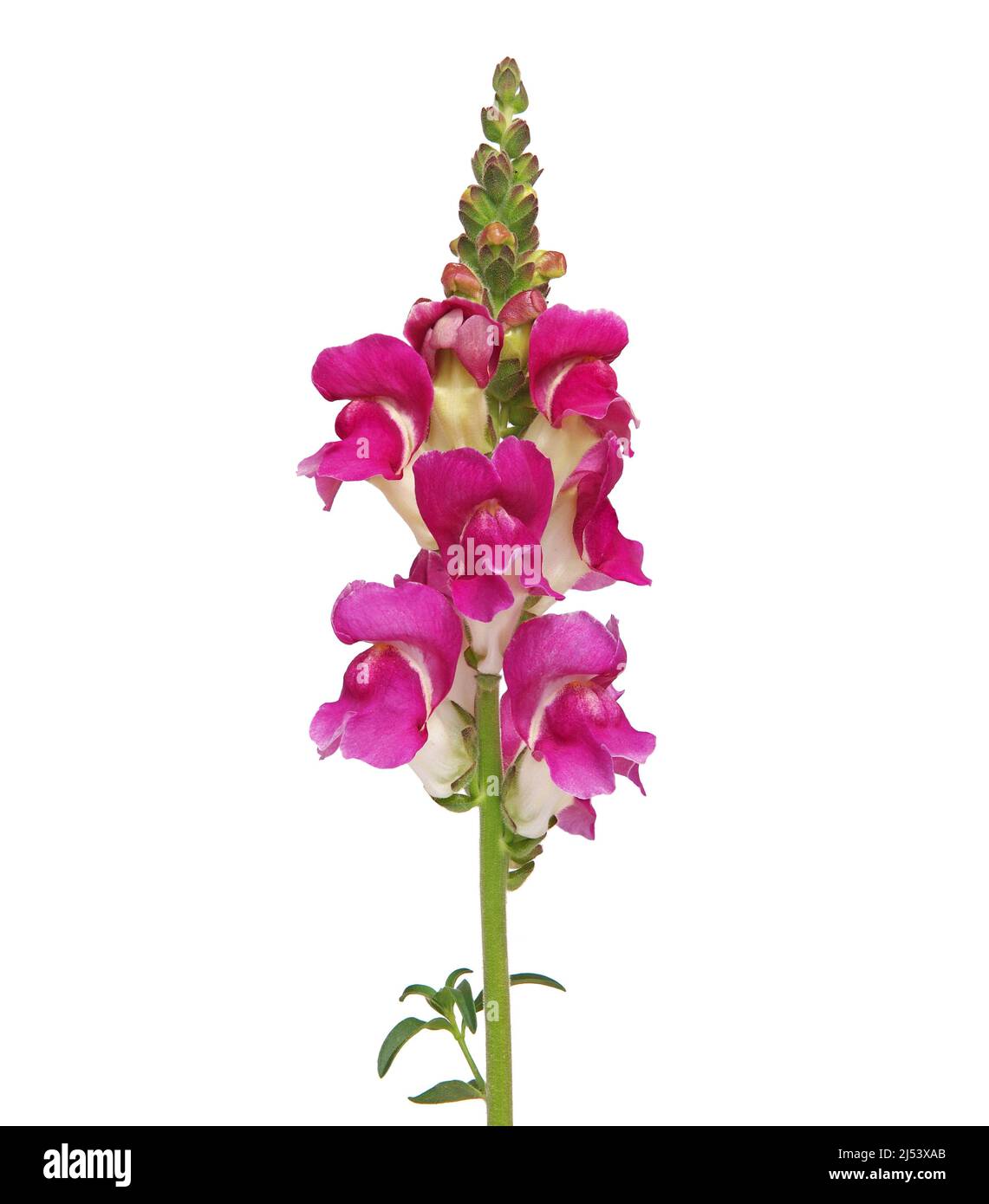 Red and white Snapdragon flower isolated on white background ...