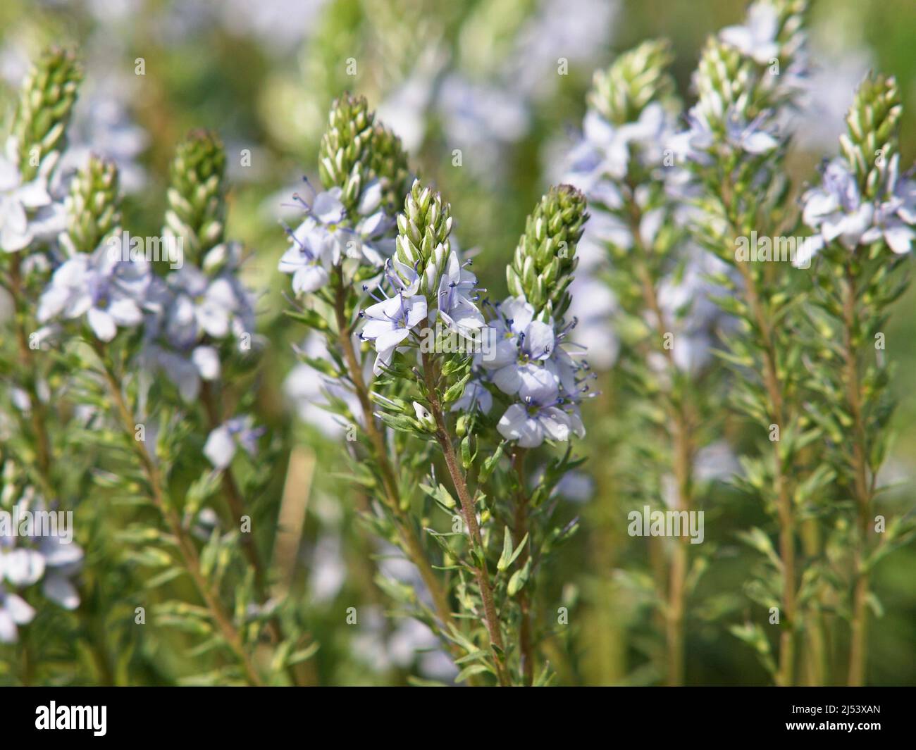 Prostrate speedwell or rock speedwell with pale blue flower, Veronica prostrata Stock Photo - Alamy