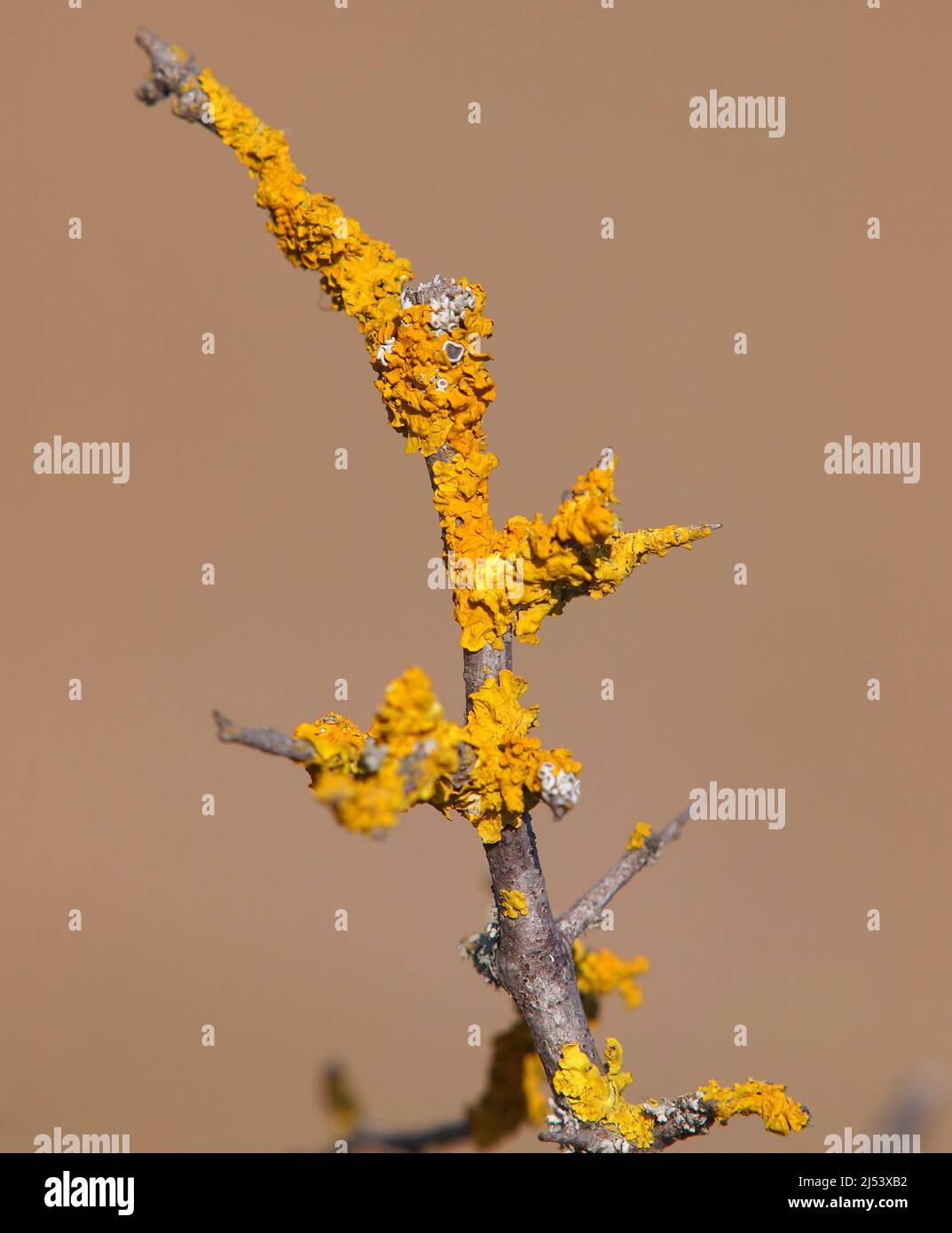 Yellow orange lichen, Xanthoria parietina, growing on a tree branch ...
