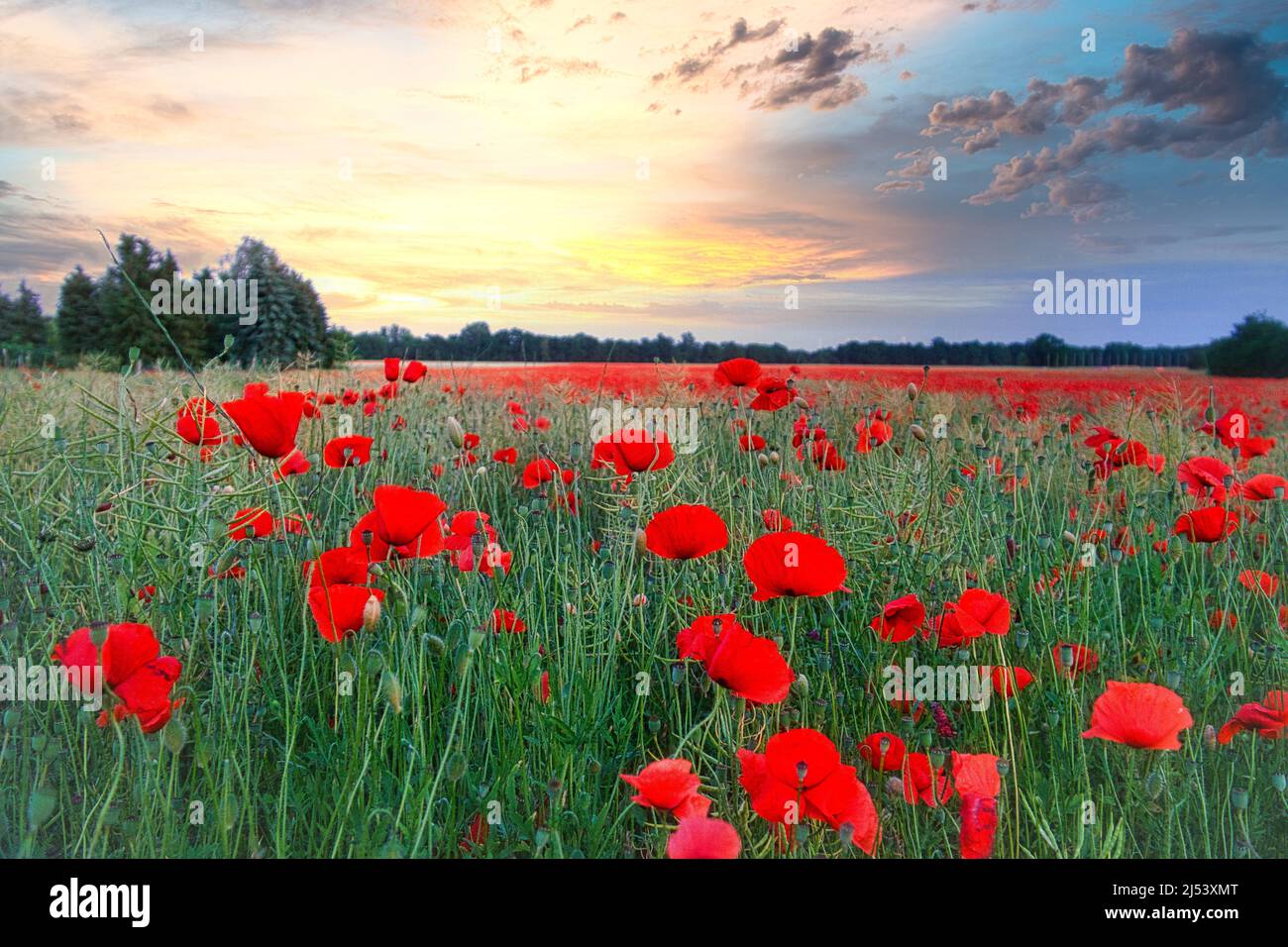 The corn poppy shines in the red color splendor. When a green meadow is ...