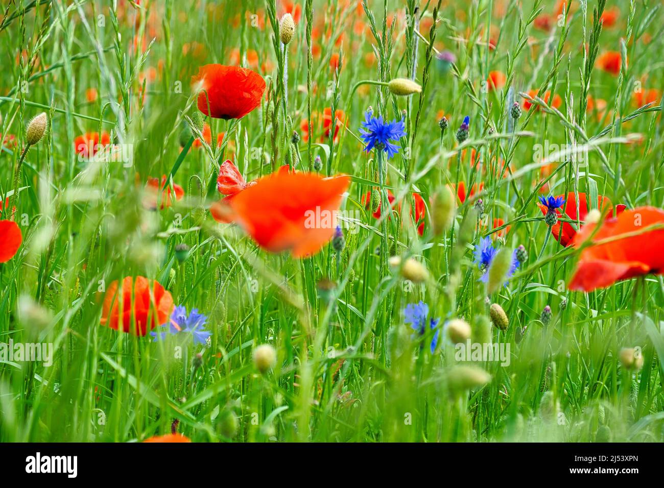 The corn poppy shines in the red color splendor. When a green meadow is ...