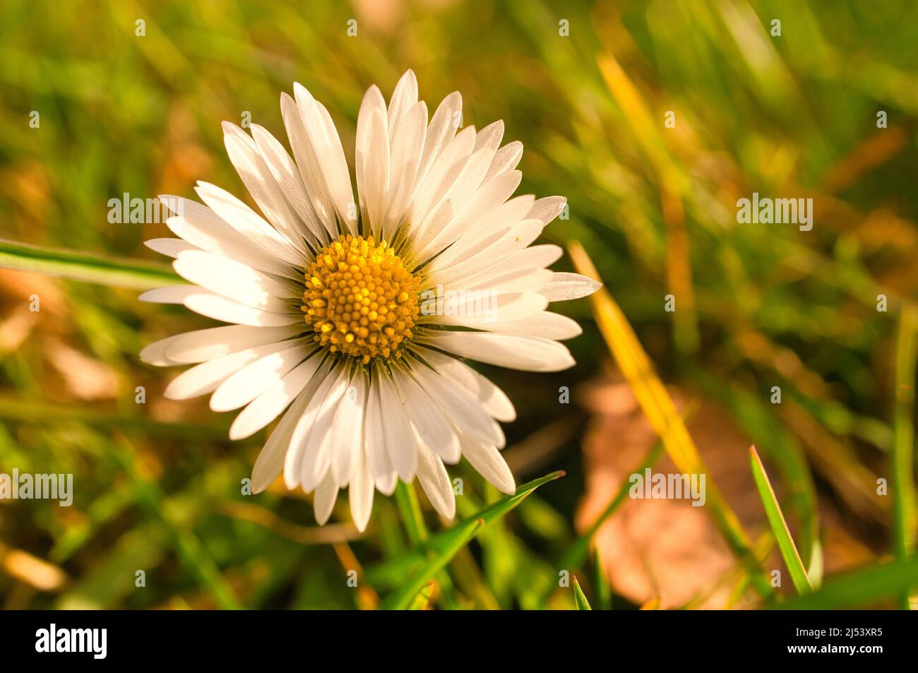 Daisies on a meadow. White pink flowers in the green meadow. Delicate ...