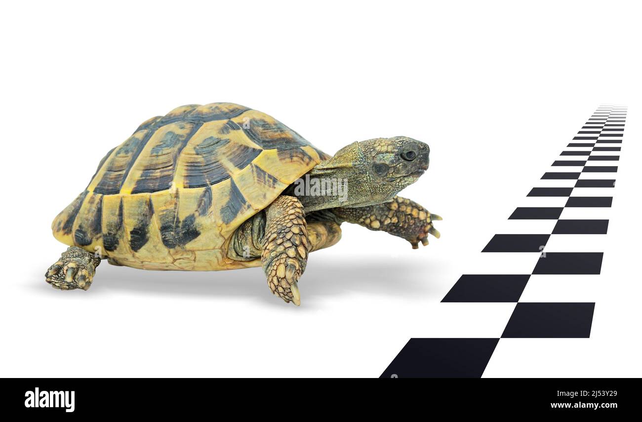 Turtle just before the finish line Stock Photo - Alamy