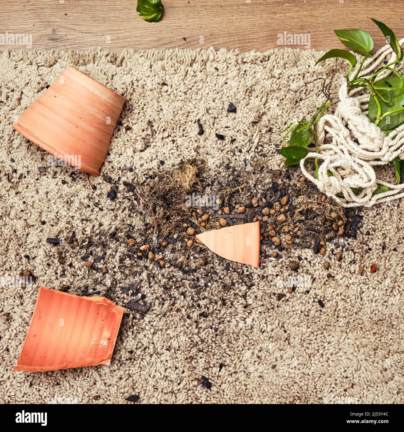 A broken pot with a plant on the floor in the home living room. A ...