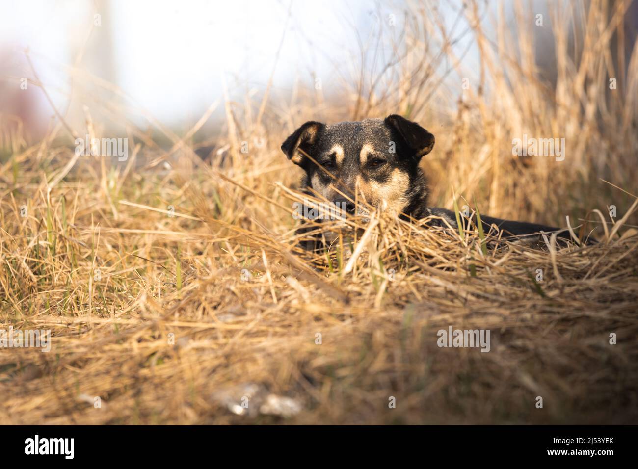 Stray and wild dog in the field, beautiful homeless animals background ...