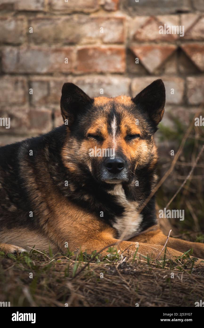 Sad stray dog on the street, abandoned by owners hungry animals concept ...