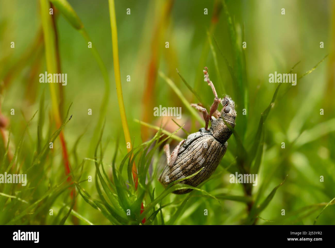 Polydrusus hi-res stock photography and images - Alamy