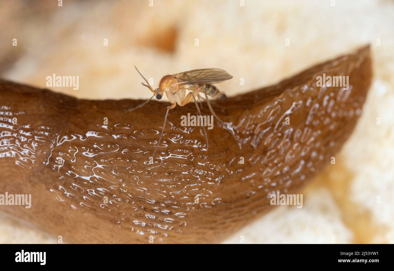 Fungus gnat resting on slug, extreme closeup with high magnification ...