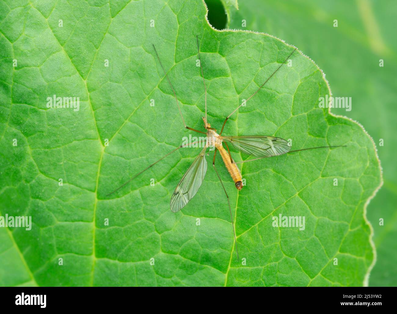 Cranefly, Tipula fascipennis resting on leaf Stock Photo - Alamy