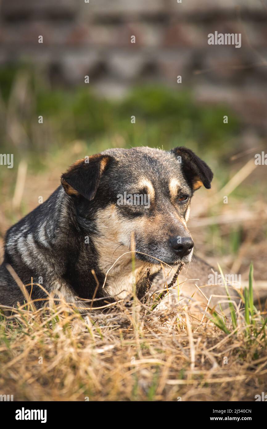 Stray dog on the street portrait photo Stock Photo - Alamy