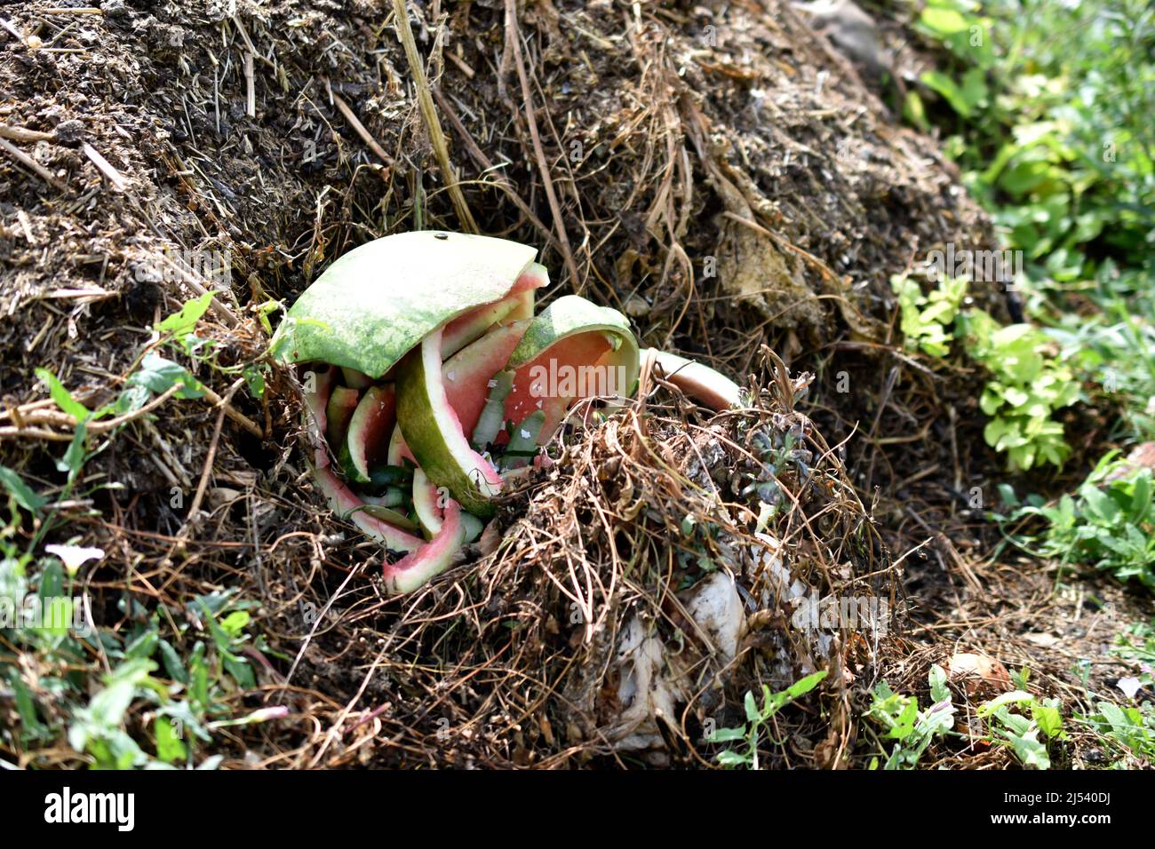 Garbage pit with food waste in the garden Stock Photo - Alamy