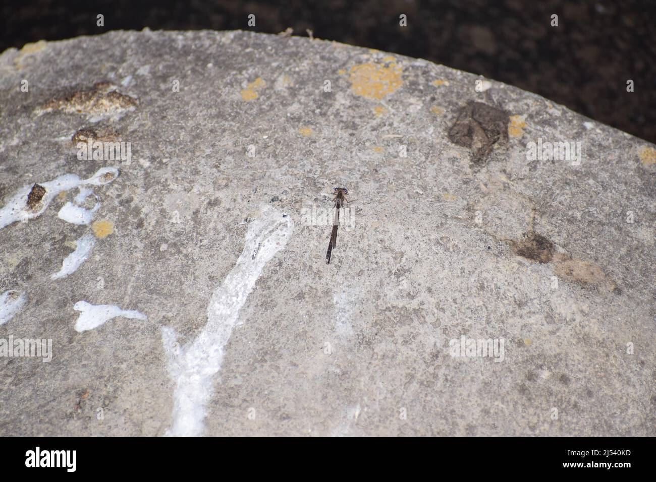 tiny dragonfly on concrete ground Stock Photo - Alamy