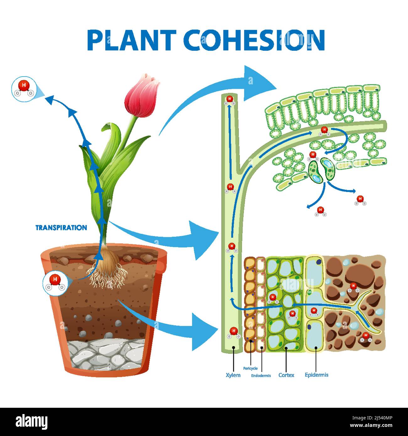 Digram showing the movement of water in plants illustration Stock ...