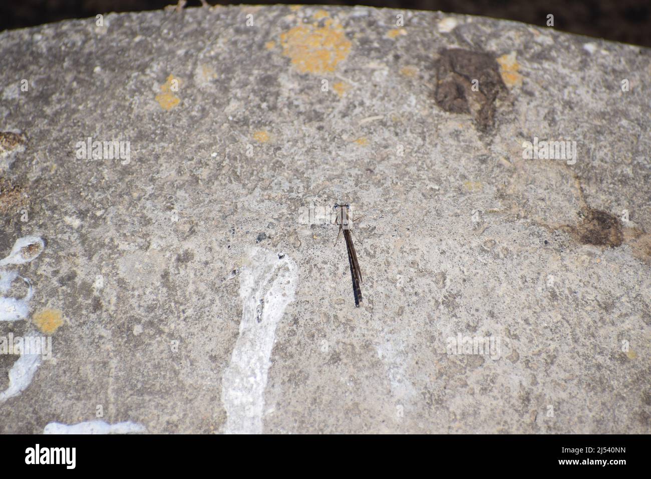 tiny dragonfly on concrete ground Stock Photo - Alamy