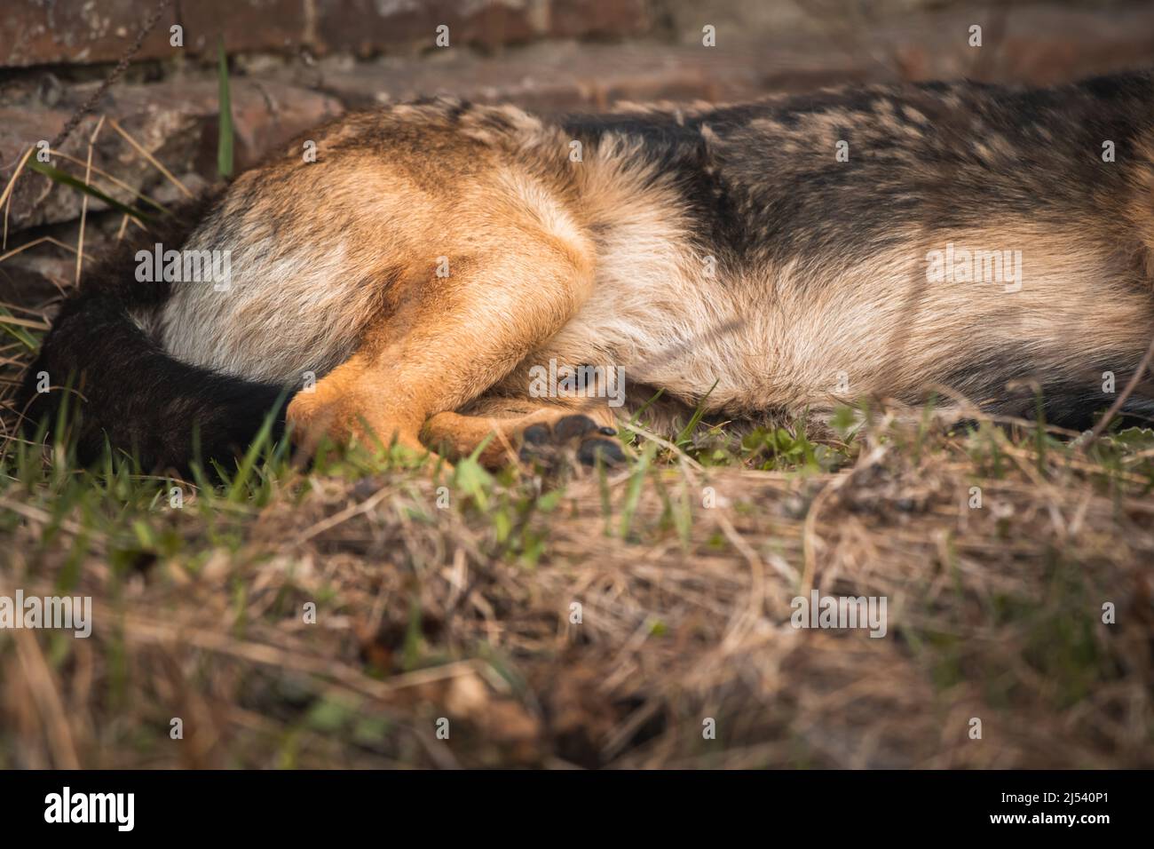 Stray dog sheath close-up view, street abandoned animals on the street ...