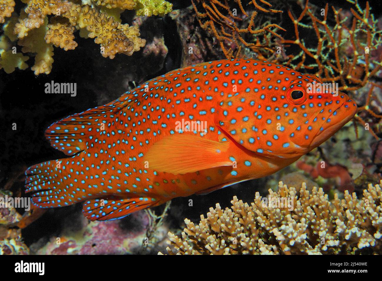 Coral trout hi-res stock photography and images - Alamy