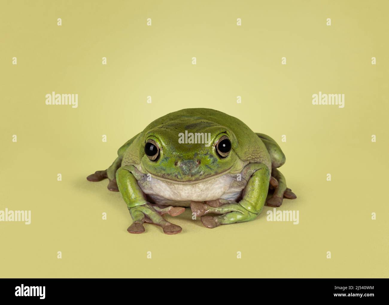 Green tree frog aka Ranoidea caerulea, sitting facing front. Looking ...