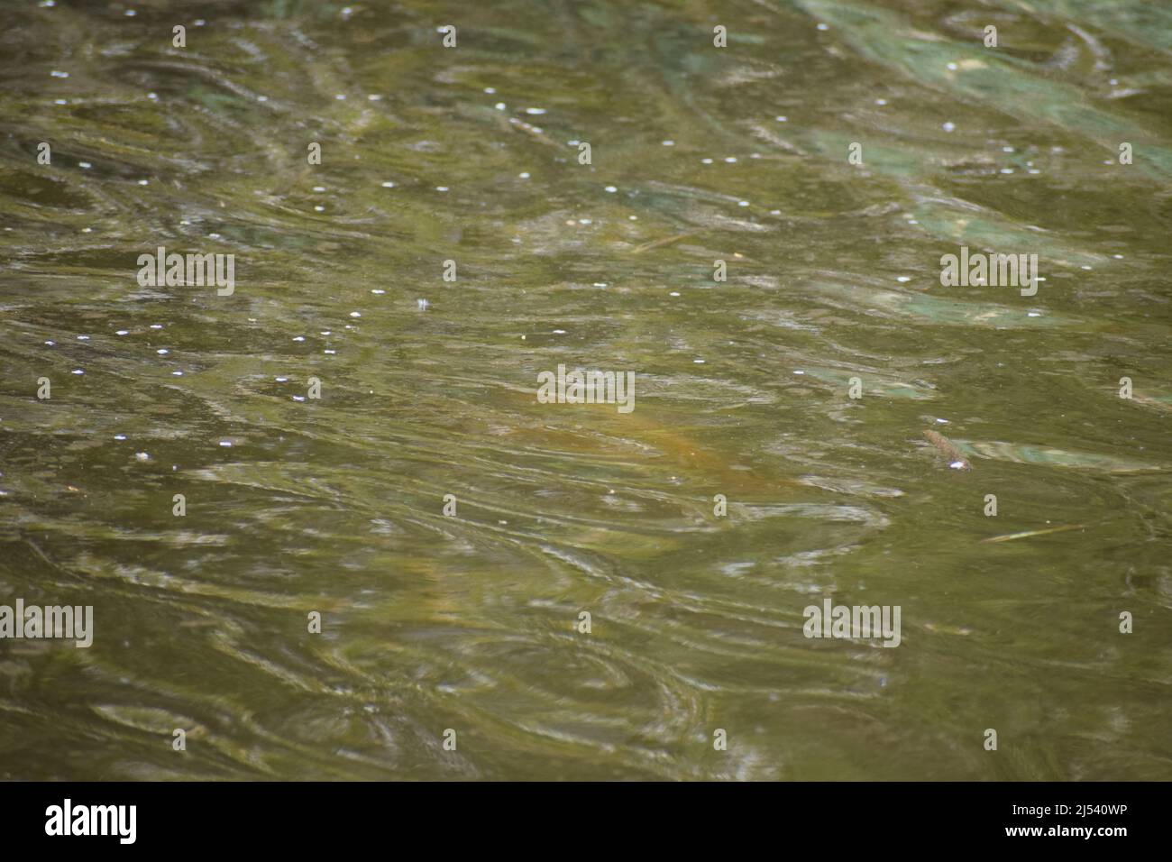 Sumpf texture hi-res stock photography and images - Alamy