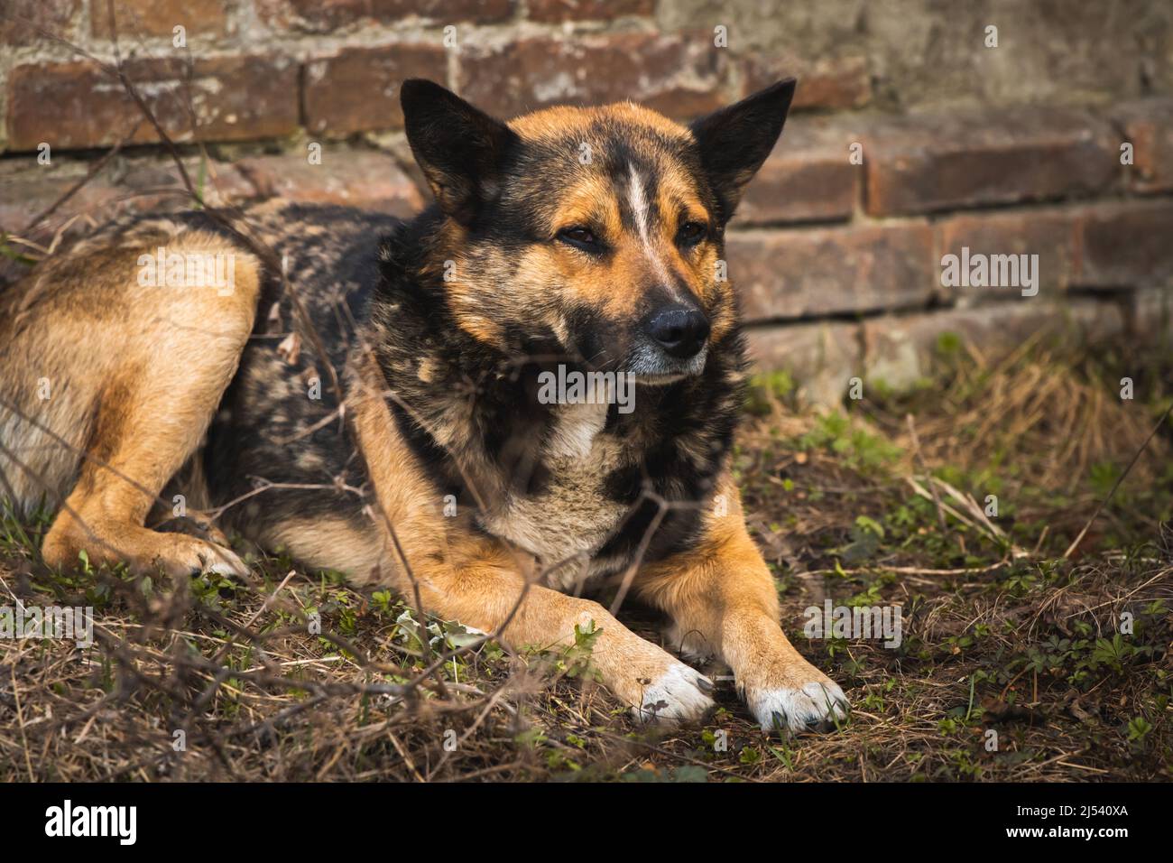 Unhappy and sad stray dog on the street, abandoned by owners hungry ...