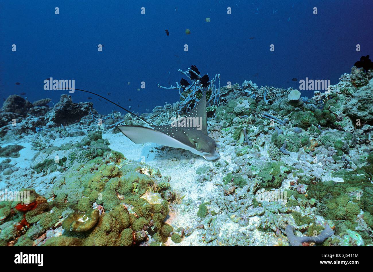 White spotted eagle rays (Aetobatus narinari) searching for food in a ...