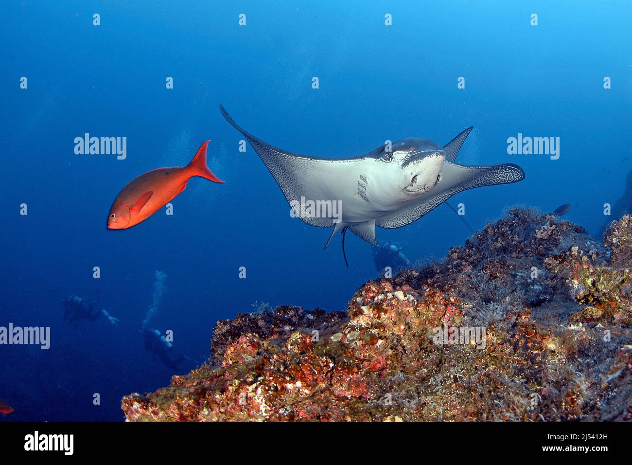 Eagle ray hi-res stock photography and images - Alamy