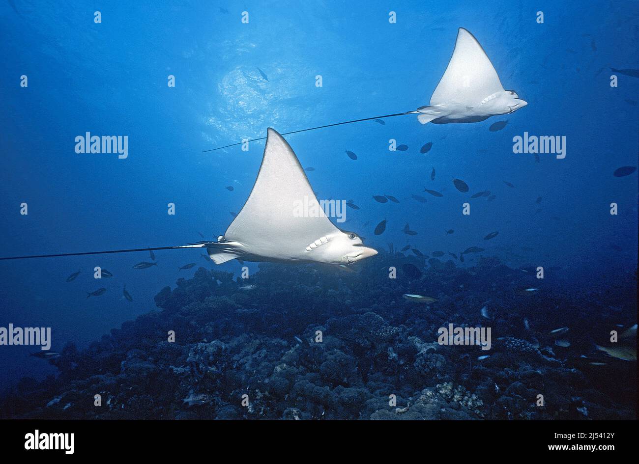 White spotted eagle rays (Aetobatus narinari) at a coral reef, Ari ...