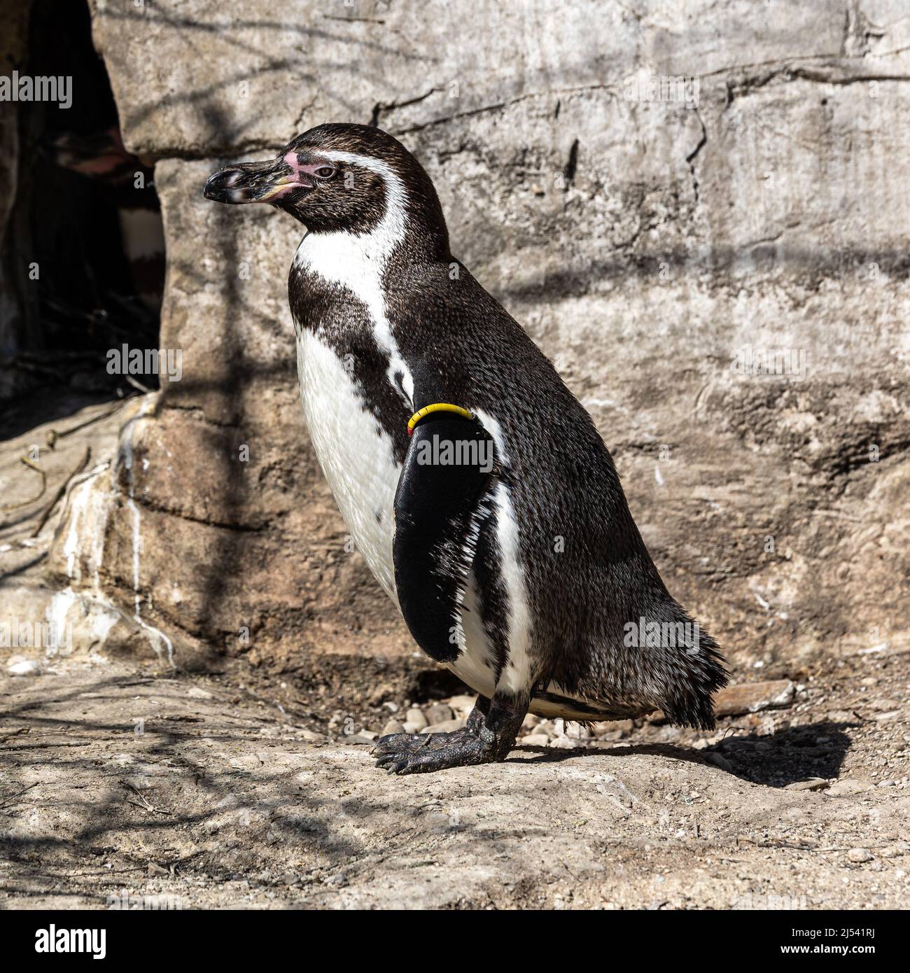 The Humboldt Penguin, Spheniscus humboldti also termed Peruvian penguin ...