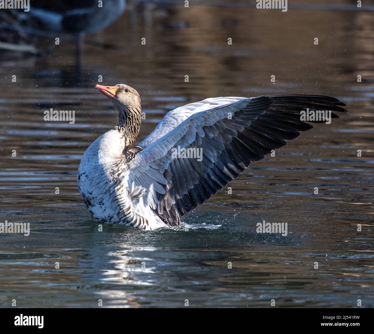 The greylag goose spreading its wings on water. Anser anser is a ...