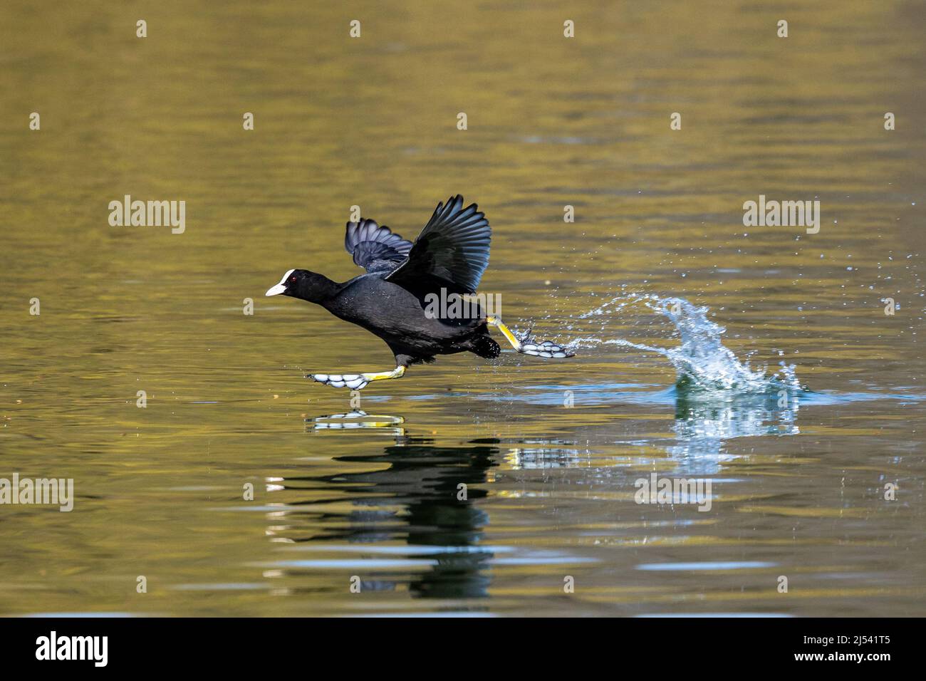 Eurasian coot, Fulica atra chasing each other by running across the ...