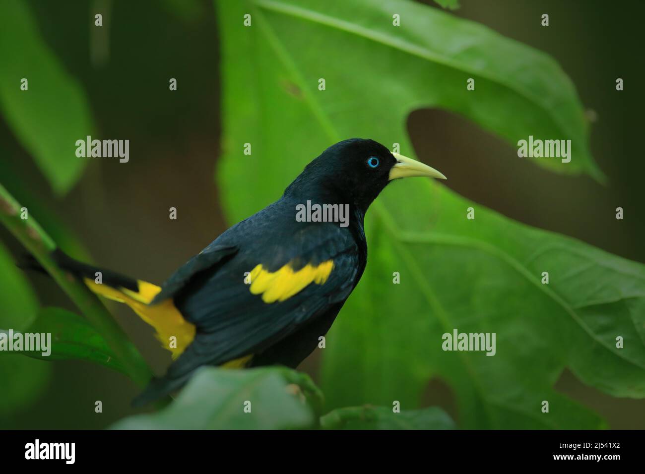 Yellow-rumped Cacique, Cacicus cela, in the nature habitat. Black bird ...