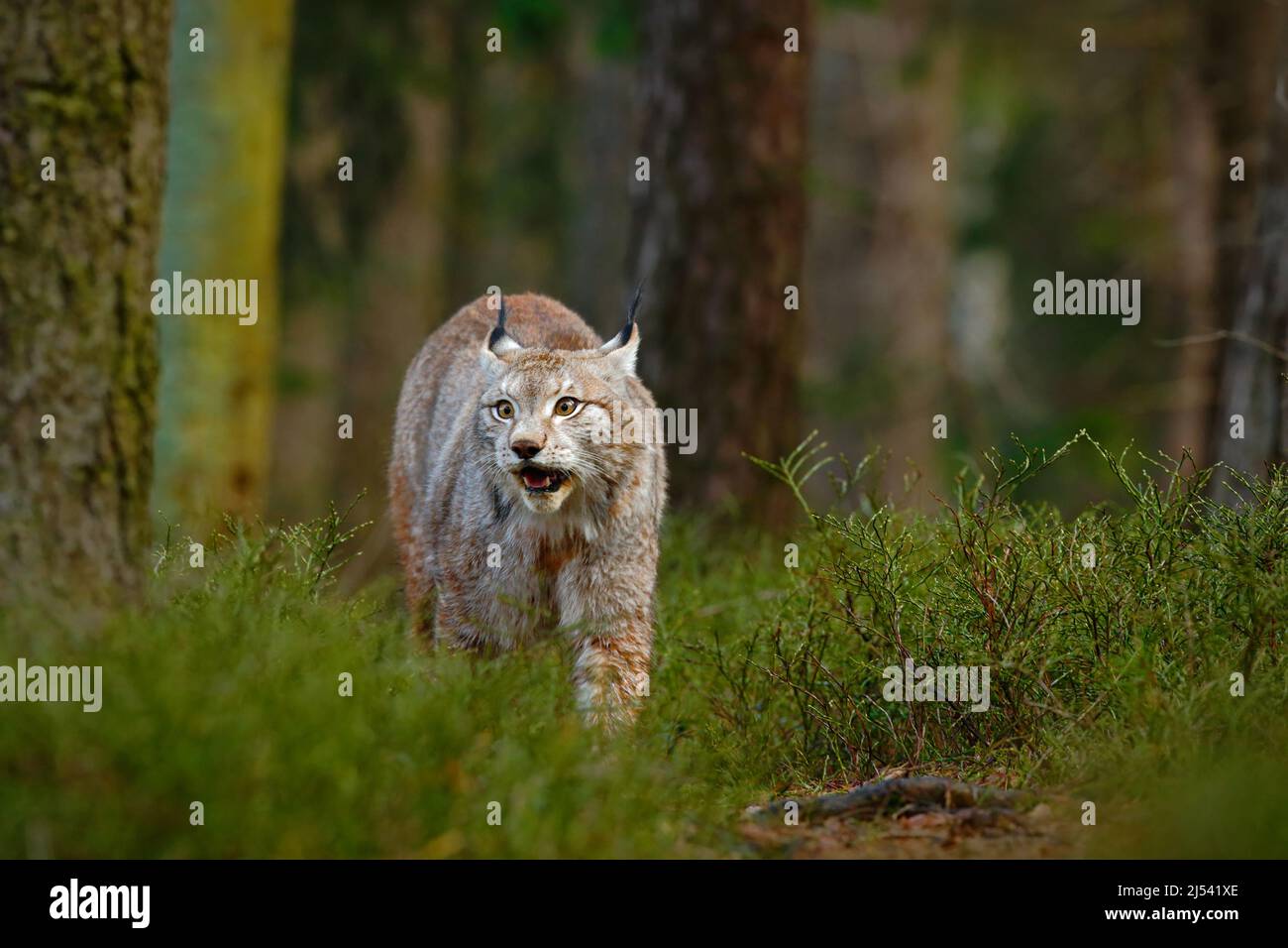 Wild cat Lynx in the nature forest habitat. Eurasian Lynx in the forest ...