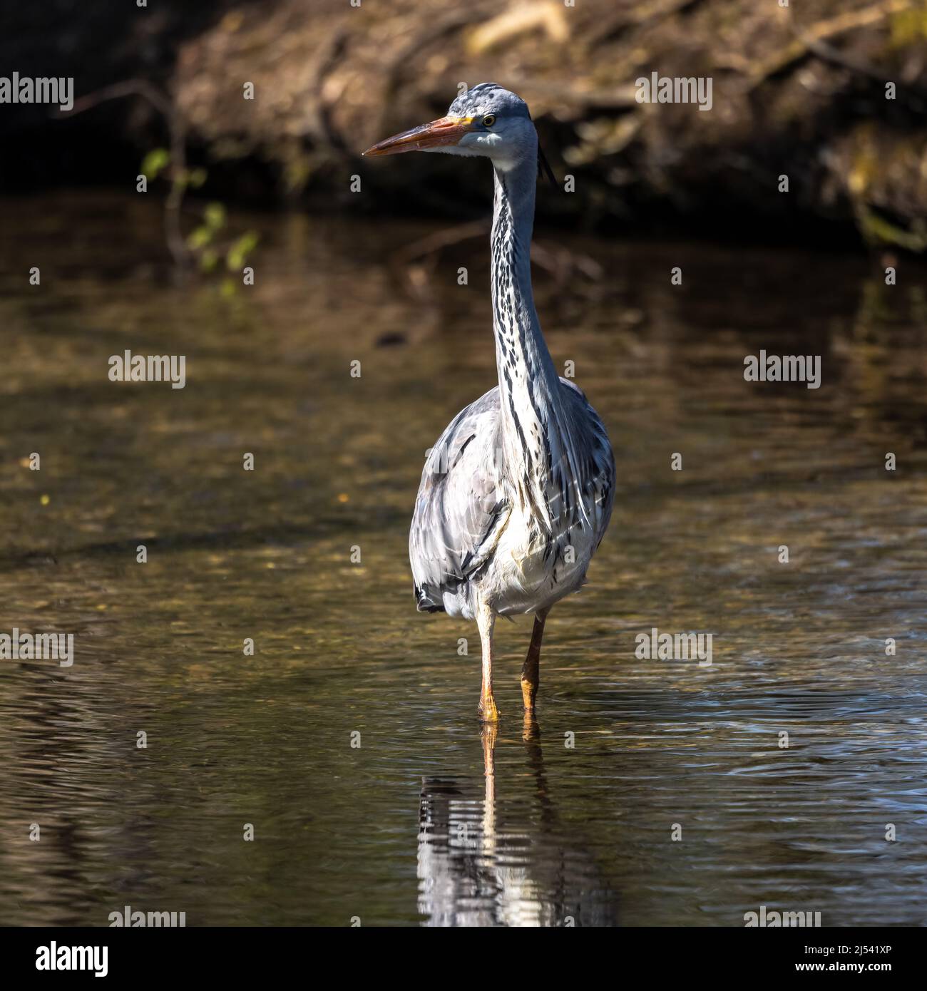 Grey heron, Ardea cinerea, a massive gray bird wading through a flat ...